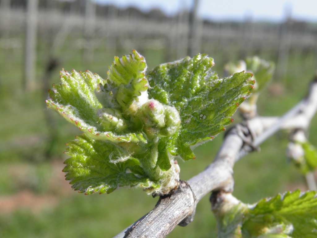 What a difference a Bud makes – Mount Horrocks Cordon Cut - The ...