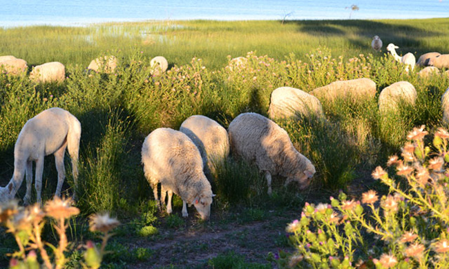 Little story about a lamb, living up in Mallee land… - The Wandering Palate