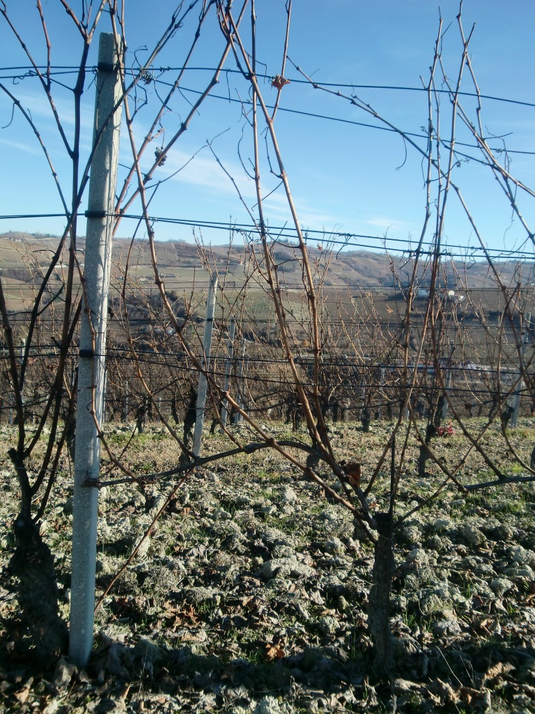 Moscato Mania & the little Rascal - The Wandering Palate
